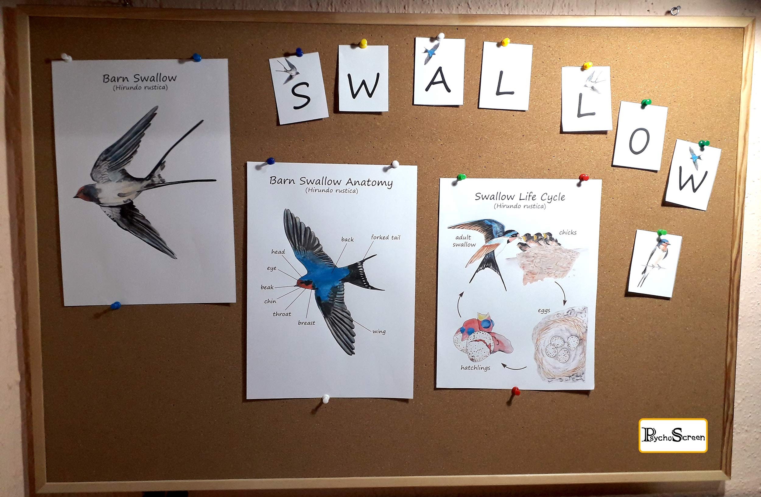 Swallow Unit Study MEGA Printable Swallows Bundle Barn | Etsy