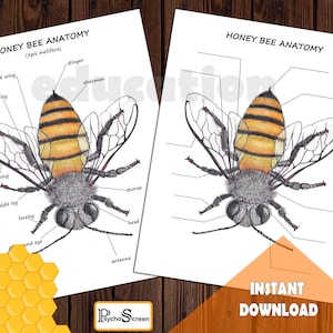 HONEY BEE Unit Study, Printable Bees Bundle With Anatomy, Body Parts ...