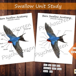Swallow Unit Study, MEGA Printable Swallows Bundle With Anatomy ...