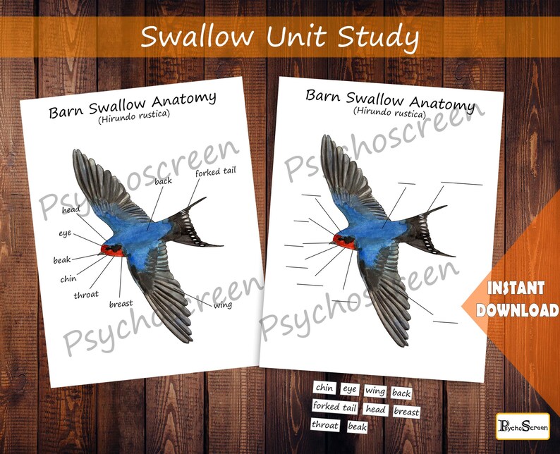 Swallow Unit Study MEGA Printable Swallows Bundle Barn - Etsy