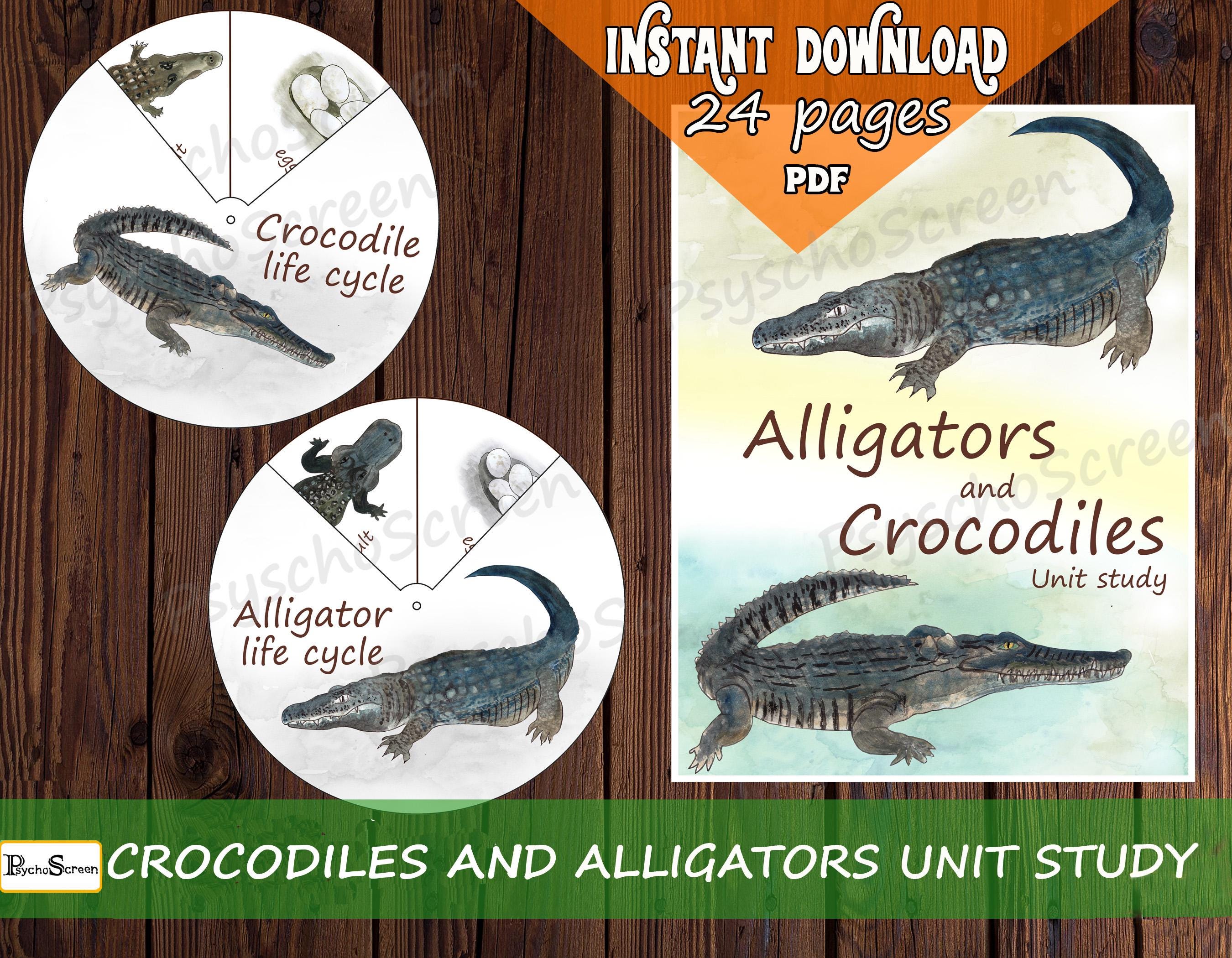 Life Cycle Of An American Alligator