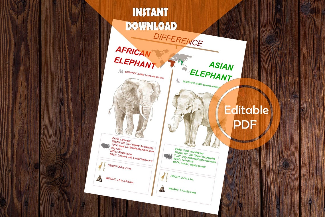 ELEPHANT Unit Study MINI Printable Bundle Anatomy - Etsy Canada