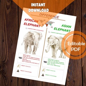 ELEPHANT Unit Study MINI Printable bundle Anatomy | Etsy