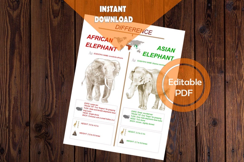 ELEPHANT Unit Study MINI Printable bundle Anatomy | Etsy