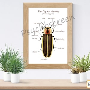 FIREFLY Anatomy Poster - Printable Vintage & White, Montessori ...