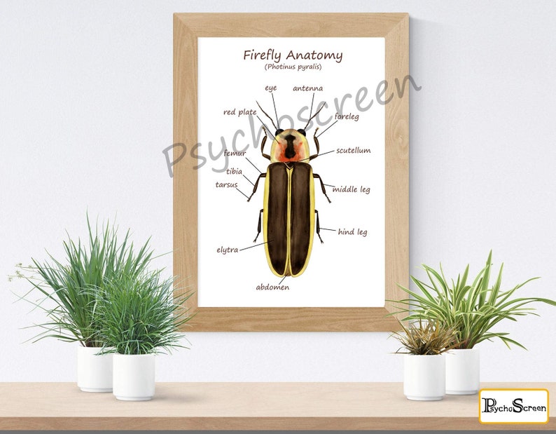 Firefly Anatomy Posters Printable Vintage and White Poster - Etsy Australia