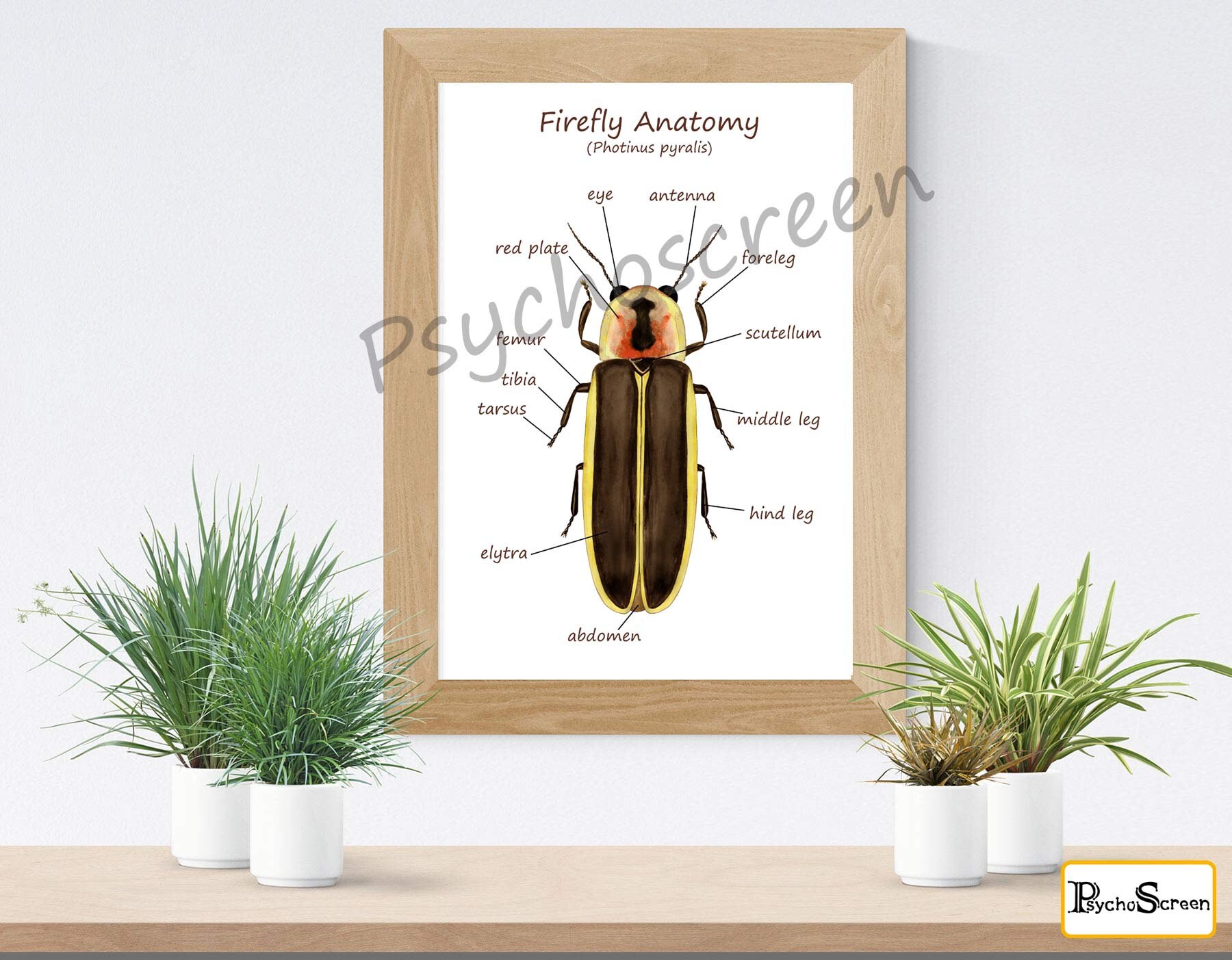 Firefly Anatomy Firefly Nature Study — Stephanie Hathaway Designs