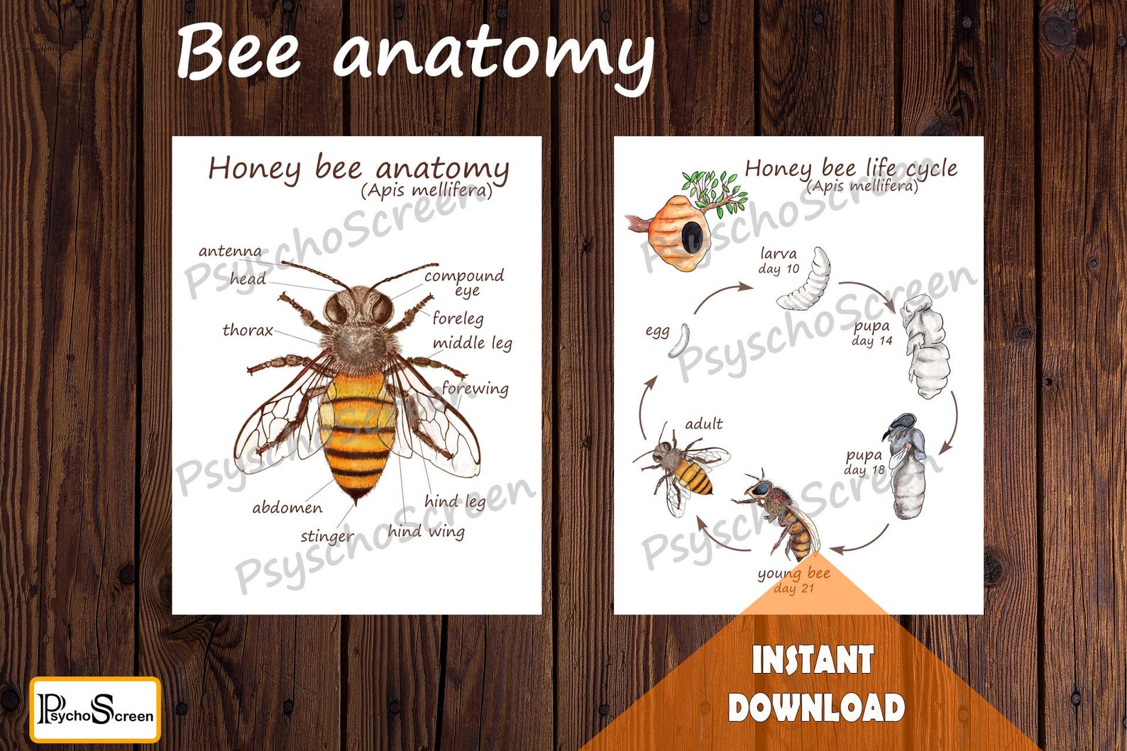 BEE Life Cycle Unit Study MINI Printable Bees Bundle All - Etsy Canada