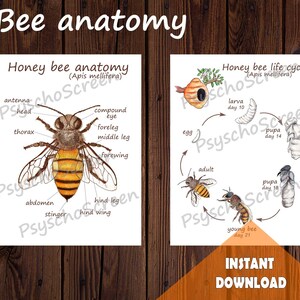 BEE Life Cycle Unit Study MINI Printable Bees Bundle All - Etsy Canada
