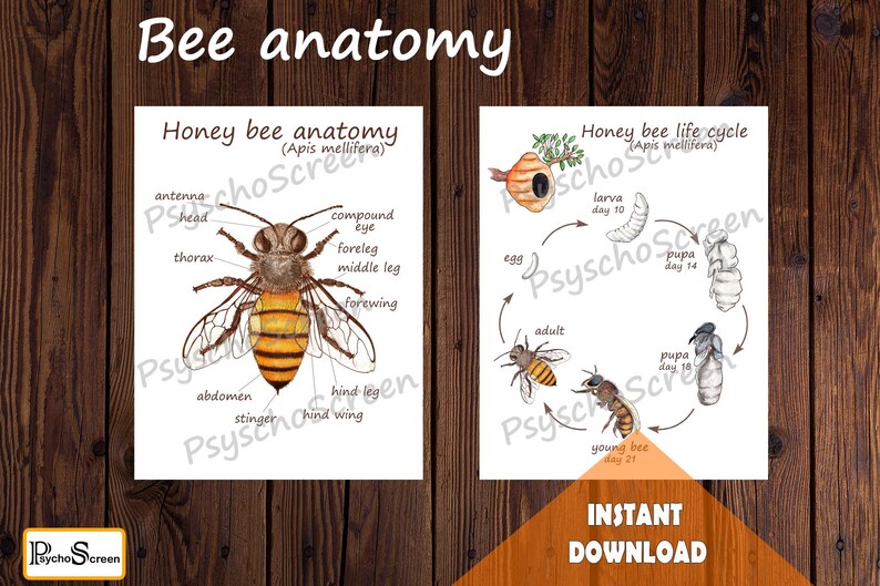 BEE Life Cycle Unit Study MINI Printable Bees Bundle All - Etsy Canada