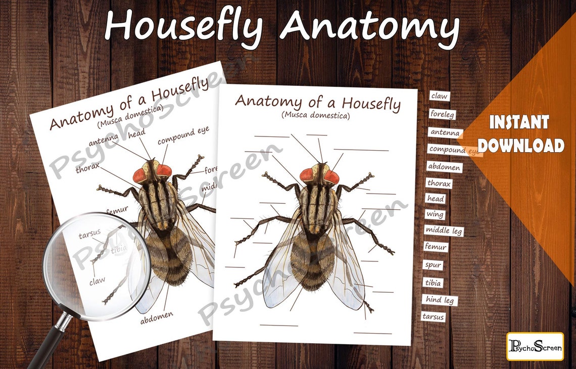 FLY Anatomy Unit Study MINI Printable Flies Bundle Nature | Etsy
