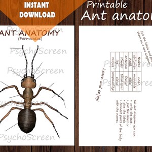 ANT Posters and Learning Materials, ANTS Worksheets, Anatomy, Life ...