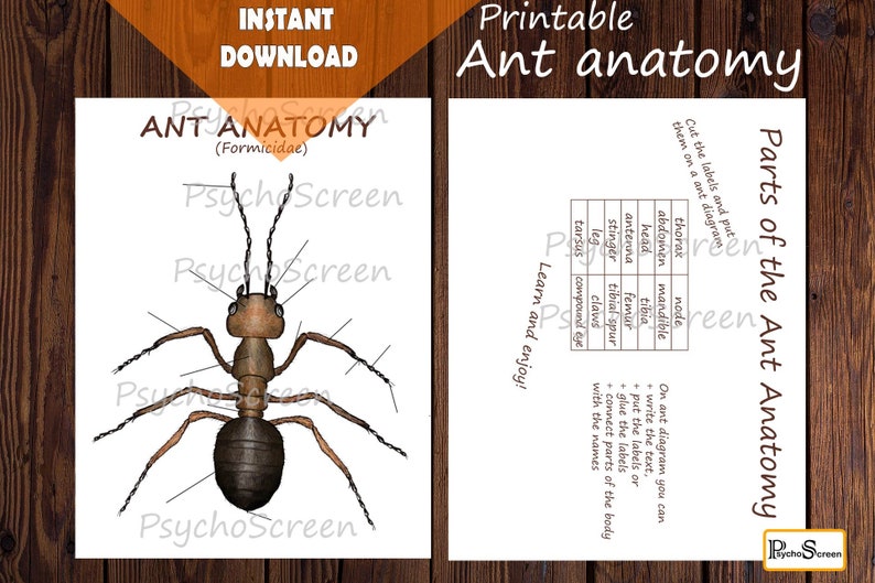 Ant Anatomy & Life Cycle Watercolor Printables (digital Download) - Etsy