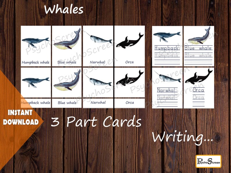 WHALE Nature and Unit Study for Kids: Anatomy Print, Homeschool Science ...