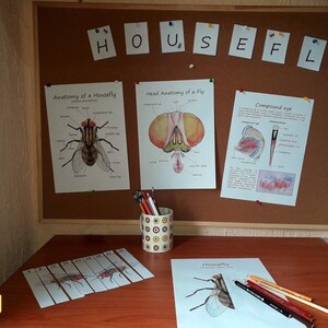 FLY Anatomy Unit Study MINI Printable Flies Bundle Nature | Etsy