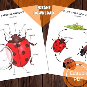 5 NATURE SETS, Bundle of Insects Anatomy and Life Cycle Prints ...