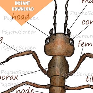 ANT Posters and Learning Materials, ANTS Worksheets, Anatomy, Life ...