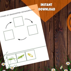 GRASSHOPPER Unit Study, MEGA Printable Bundle for Anatomy, Life Cycle ...