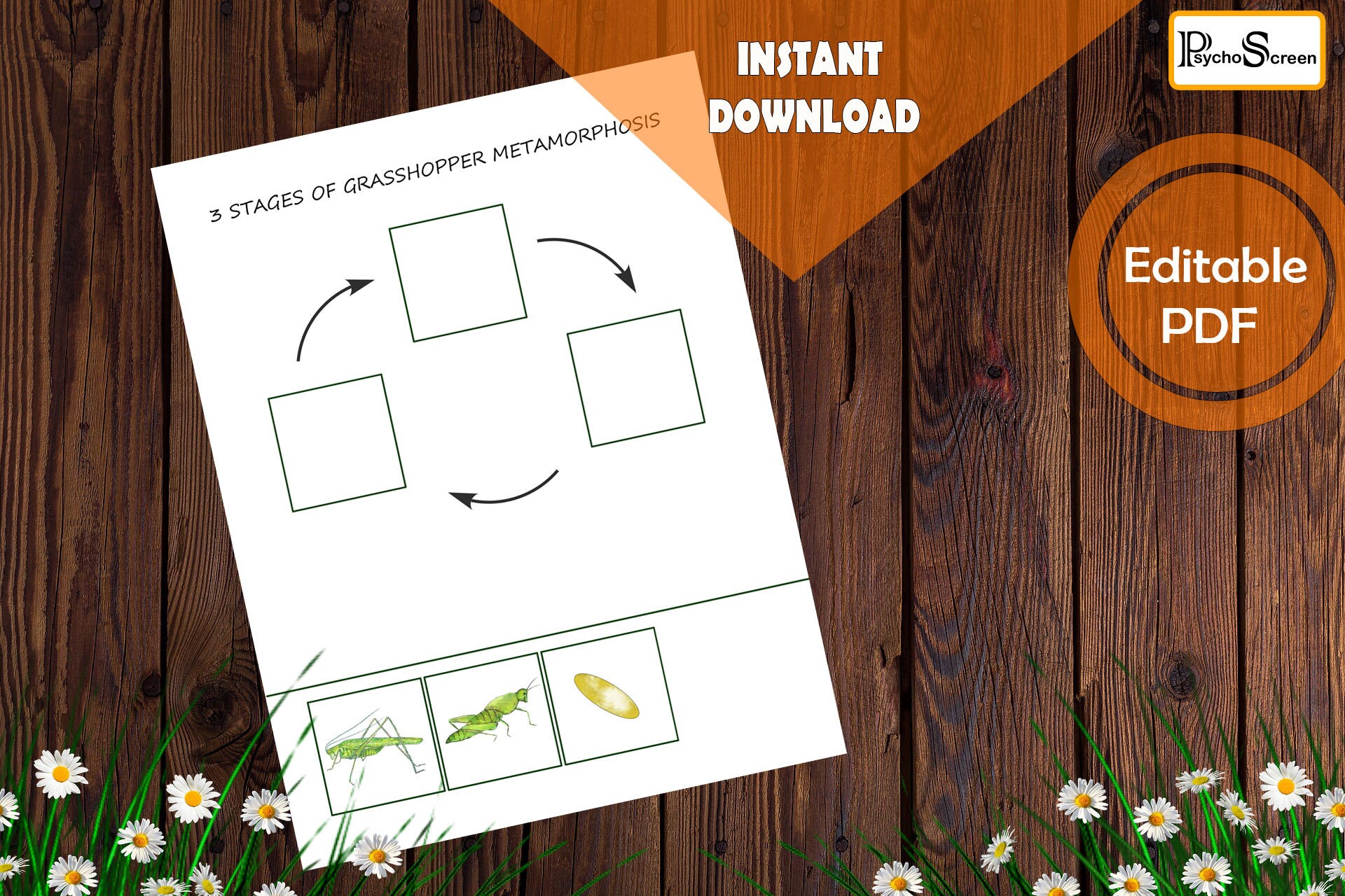 GRASSHOPPER Unit Study MEGA Printable Bundle Anatomy Life - Etsy Australia