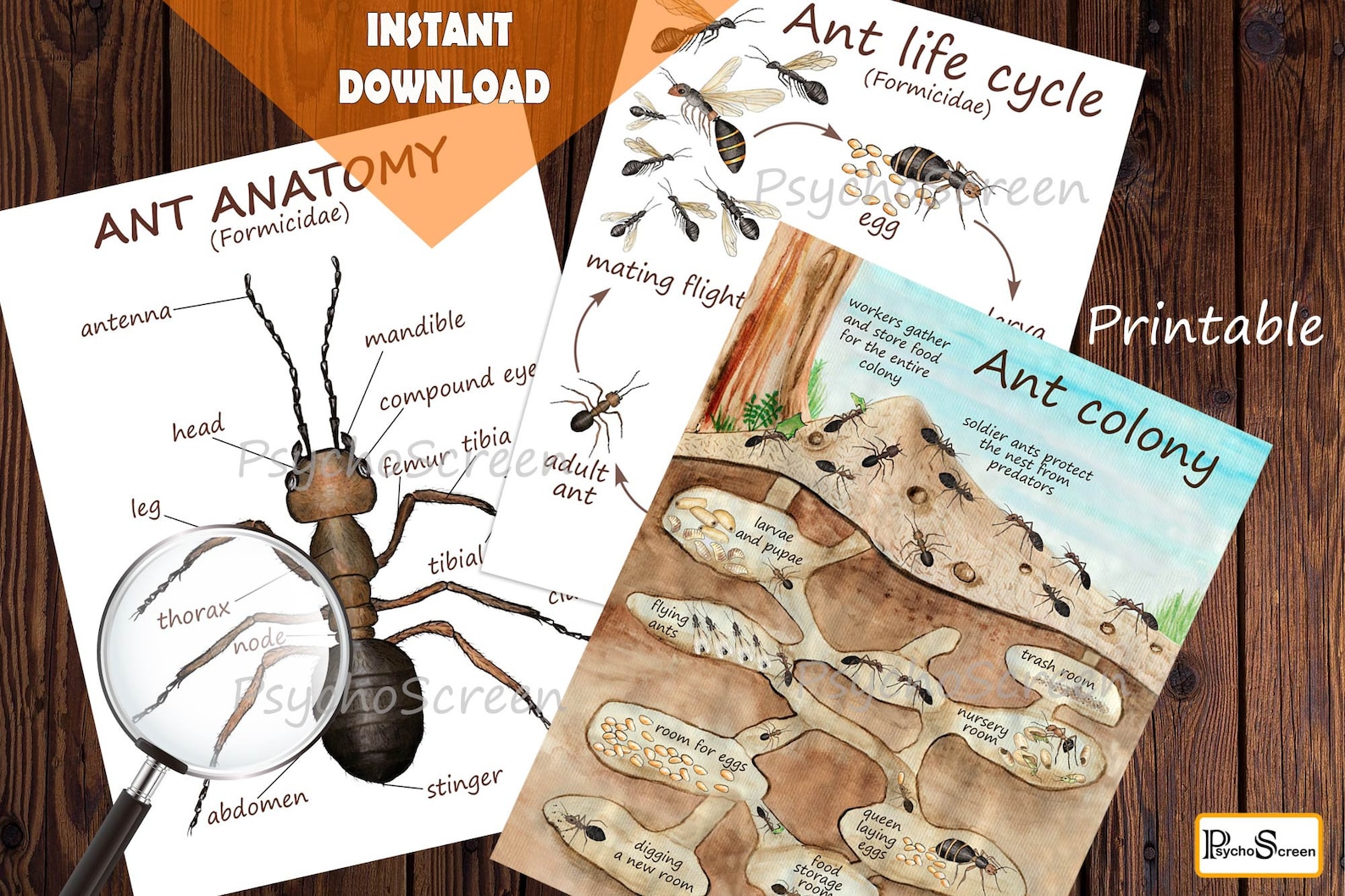 Watercolor Ant Nature and Unit Study for Kids: Anatomy & Life Cycle ...