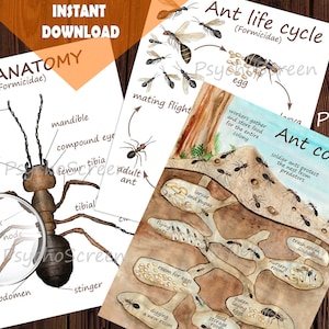 Watercolor Ant Nature and Unit Study for Kids: Anatomy & Life Cycle ...