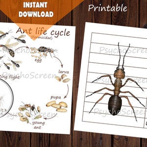 ANT Posters and Learning Materials, ANTS Worksheets, Anatomy, Life ...