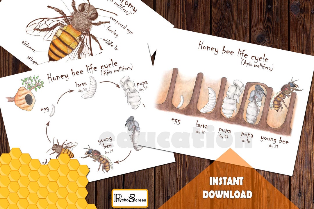 HONEY BEE Unit Study, MINI Printable Bees Bundle With Anatomy, Facts ...