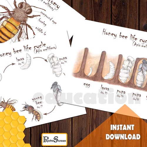 BEE Life Cycle Unit Study MINI Printable Bees Bundle All - Etsy Canada
