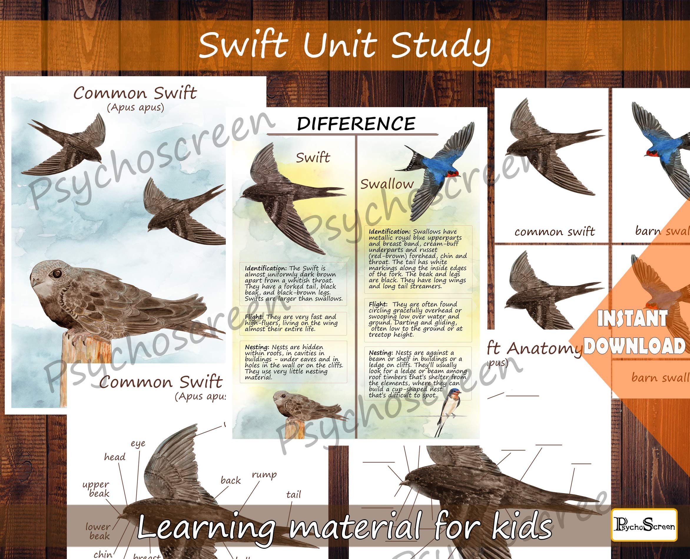 Swift Unit Study MINI Printable Swifts Bundle Common Swift - Etsy
