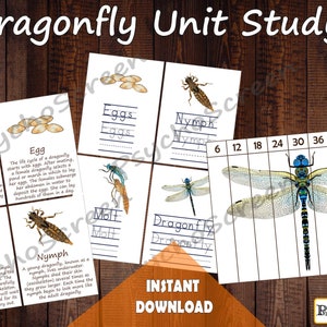 Dragonfly Anatomy & Life Cycle Unit Study: Montessori Learning ...
