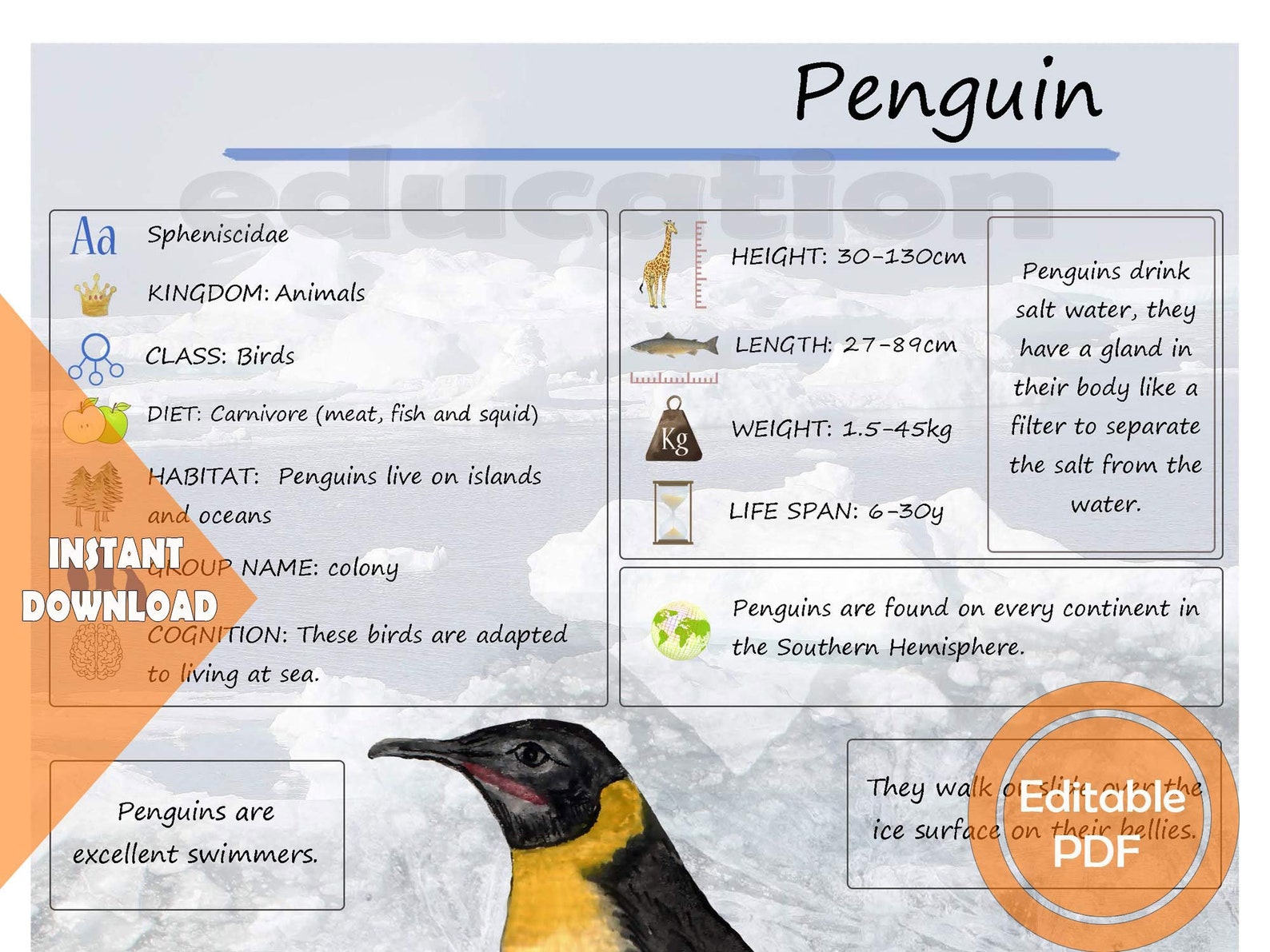 PENGUIN Unit Study MEGA Printable bundle Anatomy diagram | Etsy