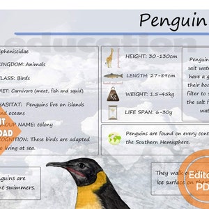 PENGUIN Unit Study: MEGA Printable Bundle With Anatomy, Diagram ...