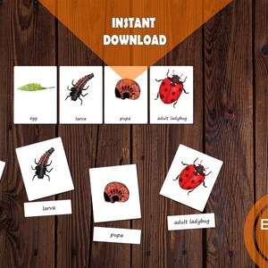 5 NATURE SETS, Bundle of Insects Anatomy and Life Cycle Prints ...