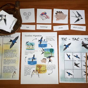 Swallow Unit Study, MEGA Printable Swallows Bundle With Anatomy ...