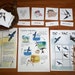 Swallow Unit Study MEGA Printable Swallows Bundle Barn Swallow Bird ...
