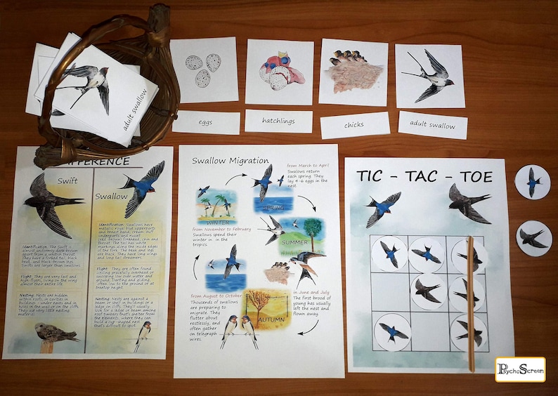 Swallow Unit Study: Anatomy, Migration, Life Cycle (printable) - Etsy