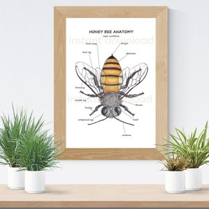 HONEY BEE Unit Study, Printable Bees Bundle With Anatomy, Body Parts ...