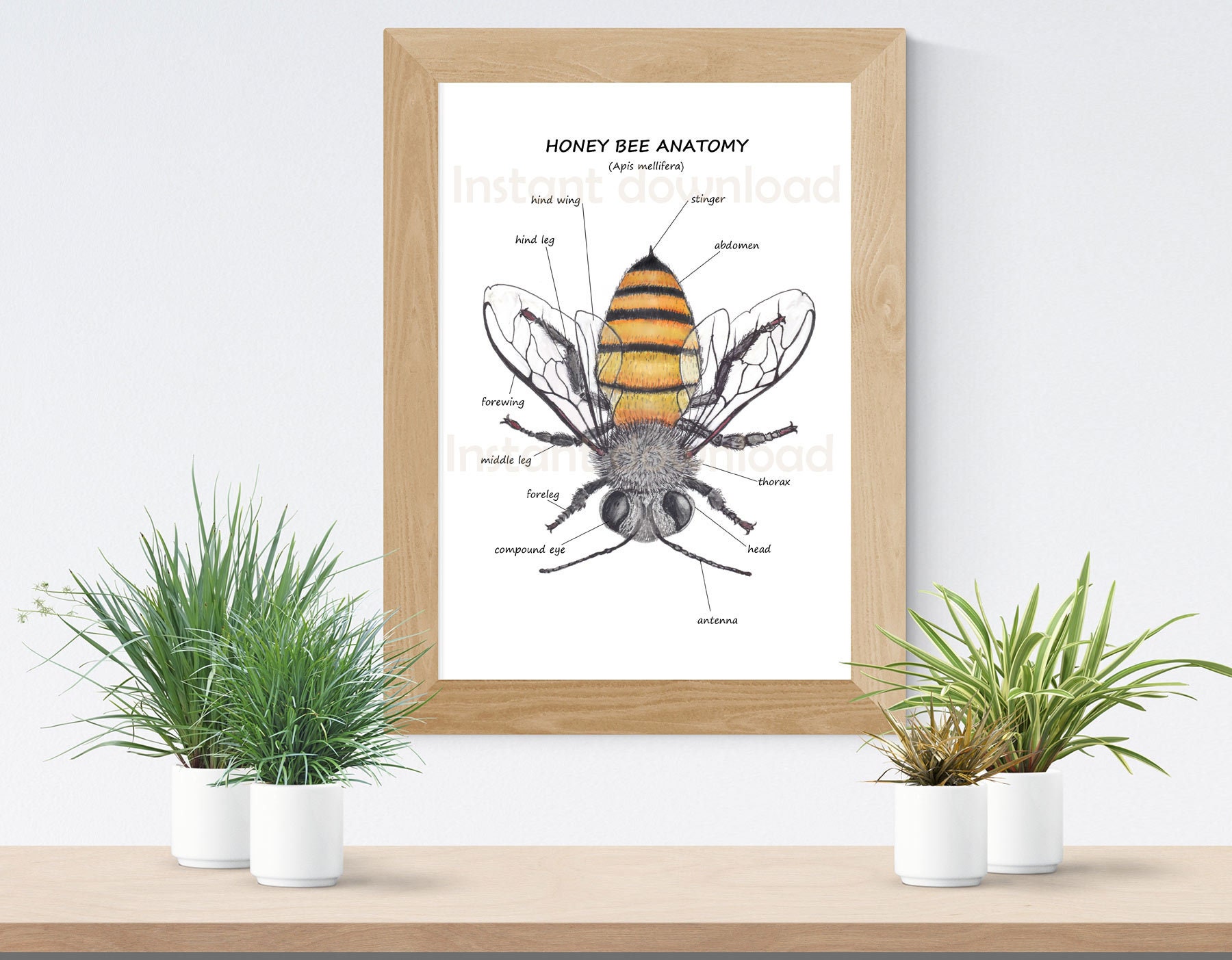 Honey Bee Life Cycle Printable and Anatomy Study, Homeschool Science ...