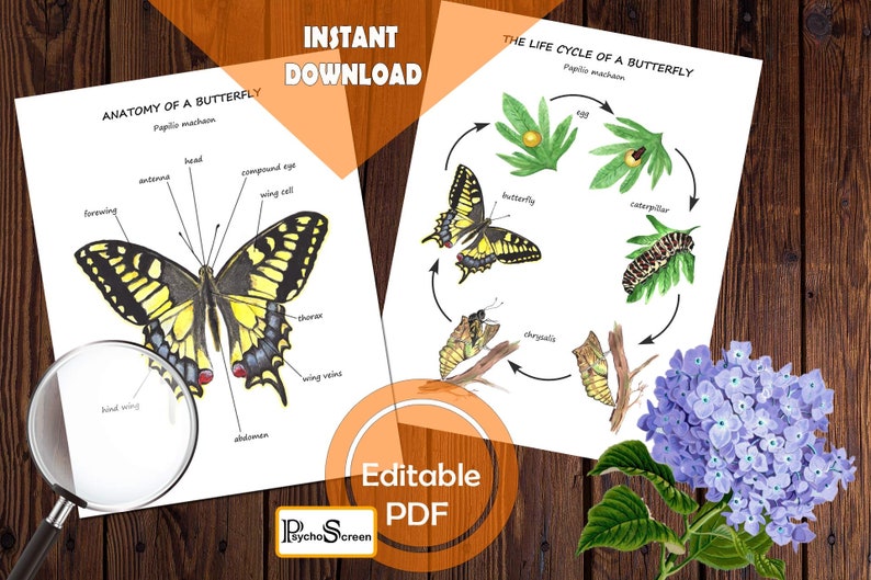 Insect Anatomy & Life Cycle Learning Set for Kids: Nature Study ...