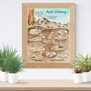 ANT Unit Study MEGA Printable ants bundle Ant anatomy | Etsy