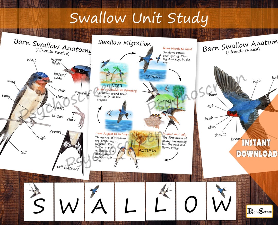 Swallow Unit Study, MEGA Printable Swallows Bundle With Anatomy ...