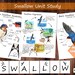 Swallow Unit Study MEGA Printable Swallows Bundle Barn Swallow Bird ...