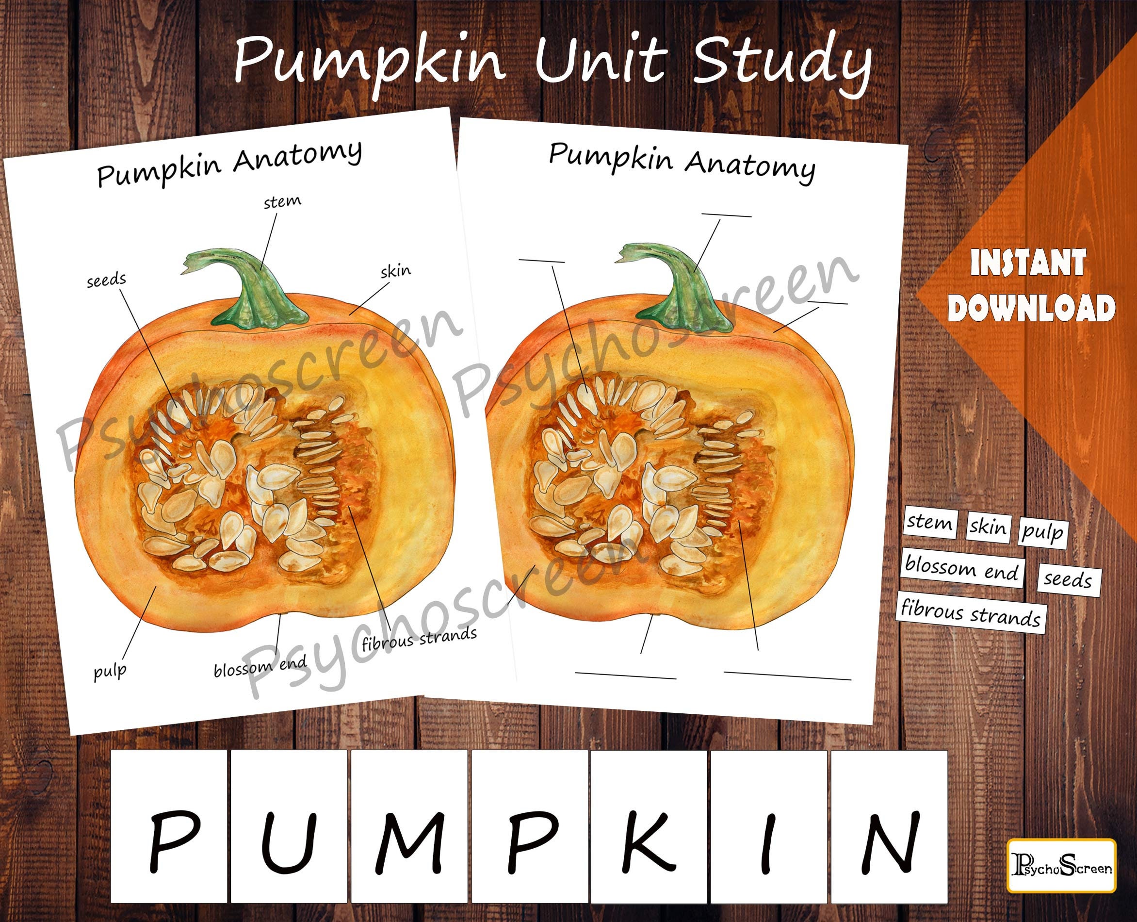 PUMPKIN Unit Study MINI Printable pumpkins bundle Anatomy | Etsy
