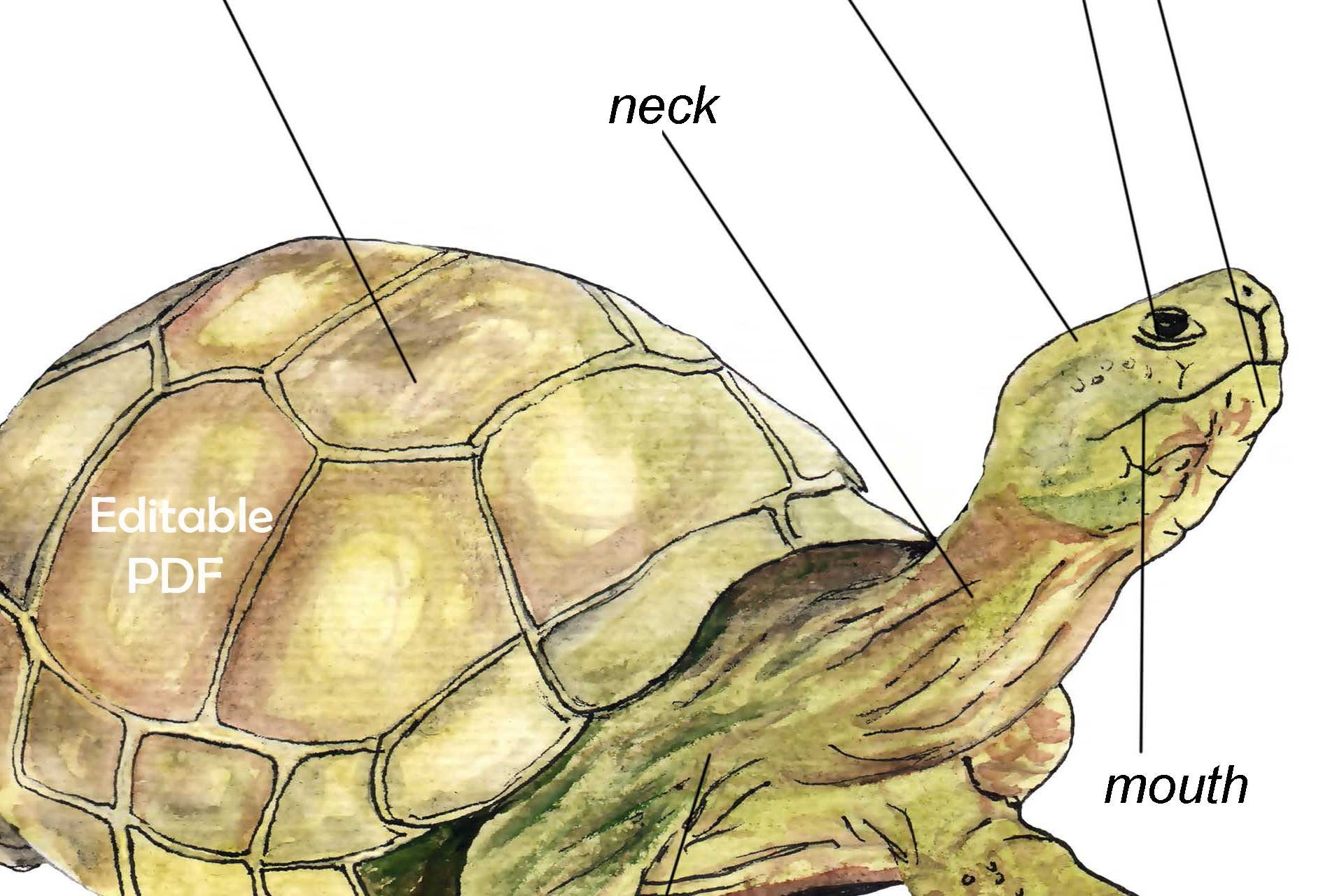 Tortoise Anatomy