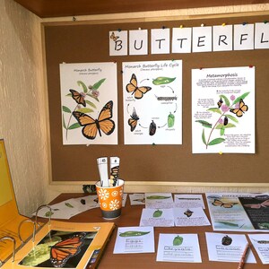 Monarch Butterfly Unit Study: Anatomy, Life Cycle, Montessori ...