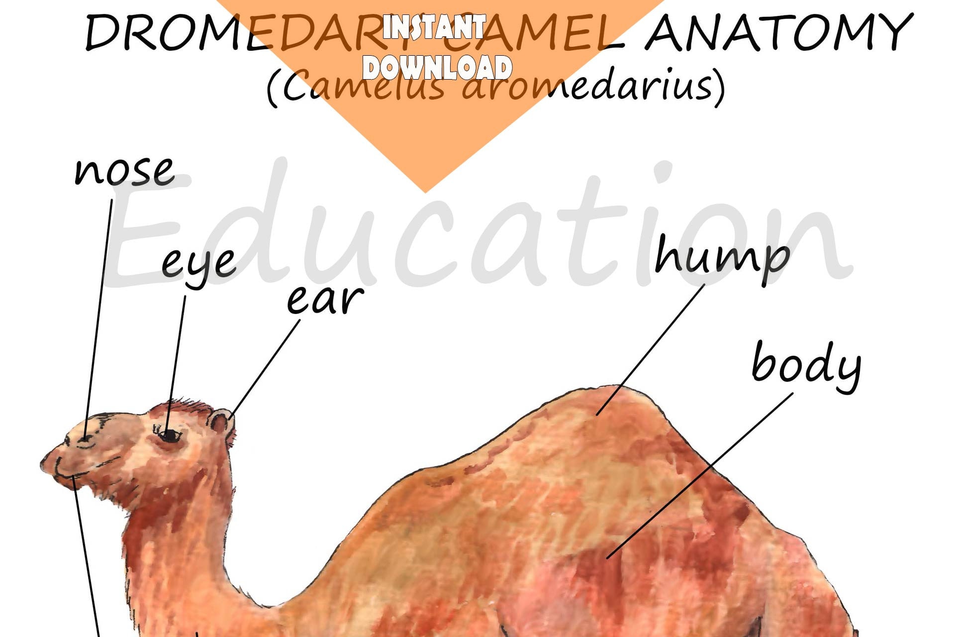 CAMEL Unit Study MINI Printable Camels Bundle Anatomy | Etsy