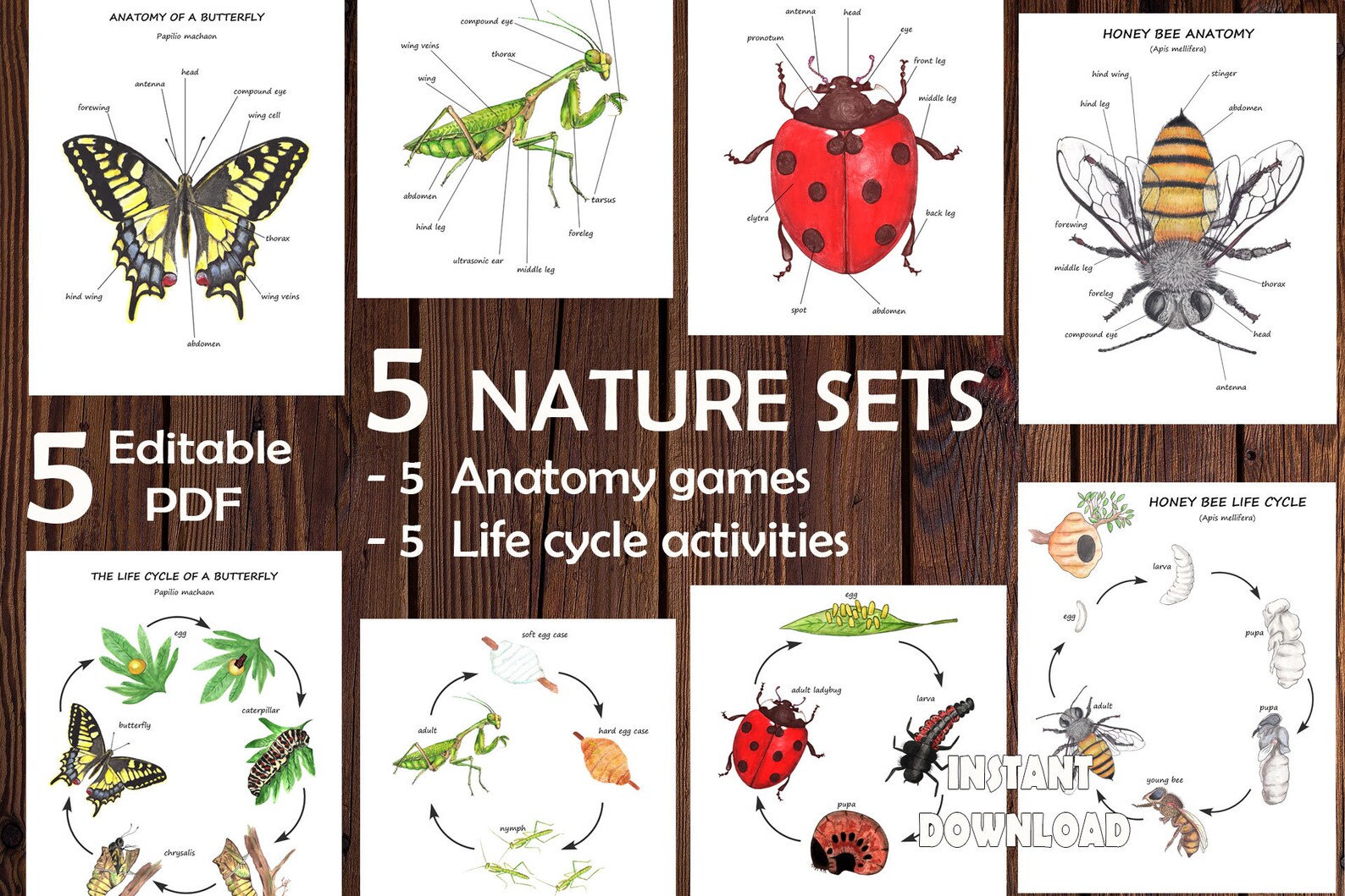 5 NATURE SETS Bundle of Insects Anatomy and Life Cycle - Etsy Canada