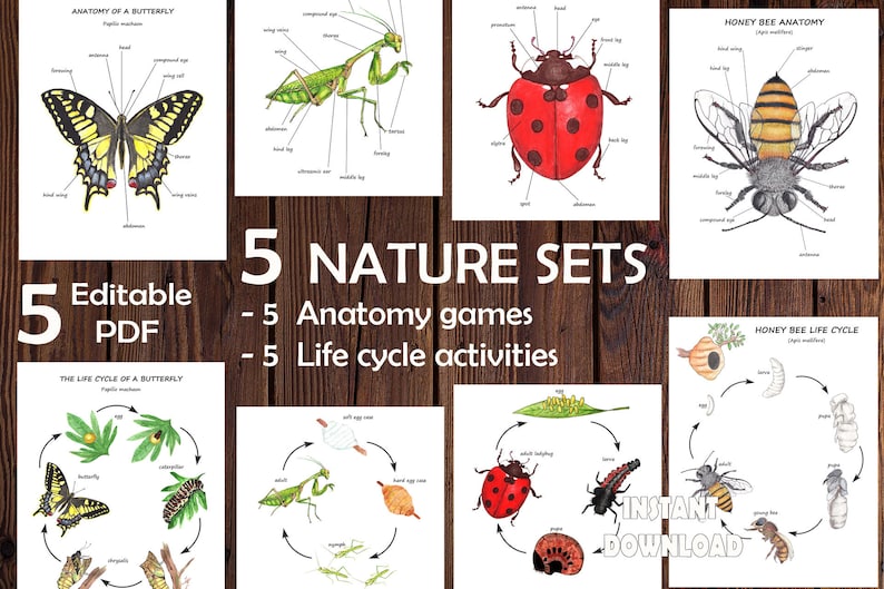 5 NATURE SETS Bundle of Insects Anatomy and Life Cycle - Etsy Canada
