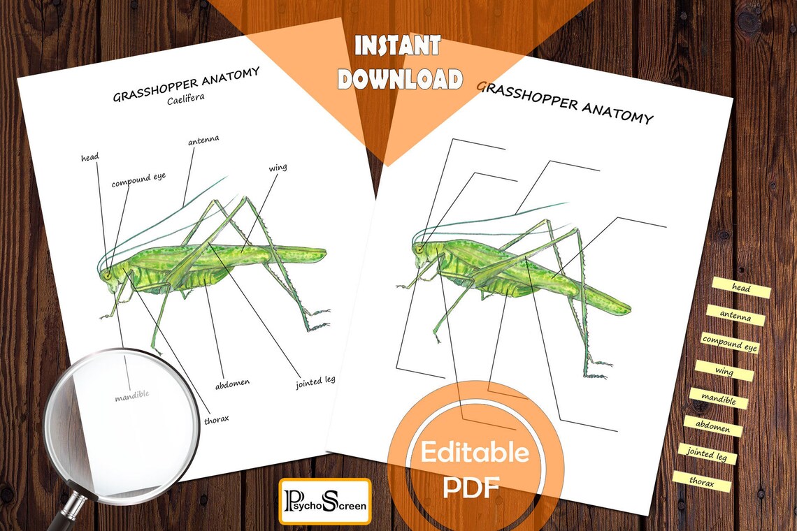 GRASSHOPPER Unit Study MEGA Printable bundle Anatomy life | Etsy
