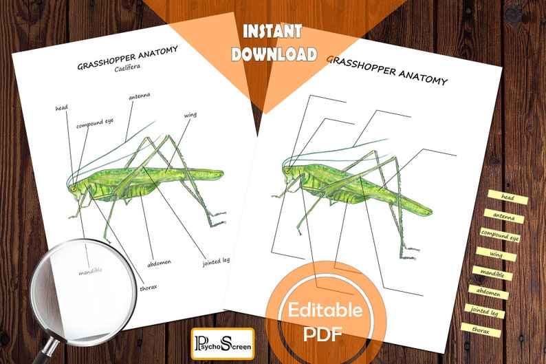 GRASSHOPPER Unit Study MEGA Printable Bundle Anatomy Life | Etsy